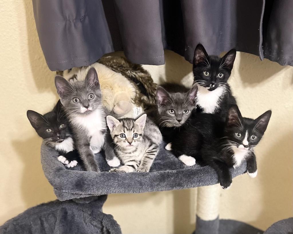 Florida Keys SPCA | Florida Keys & Key West
